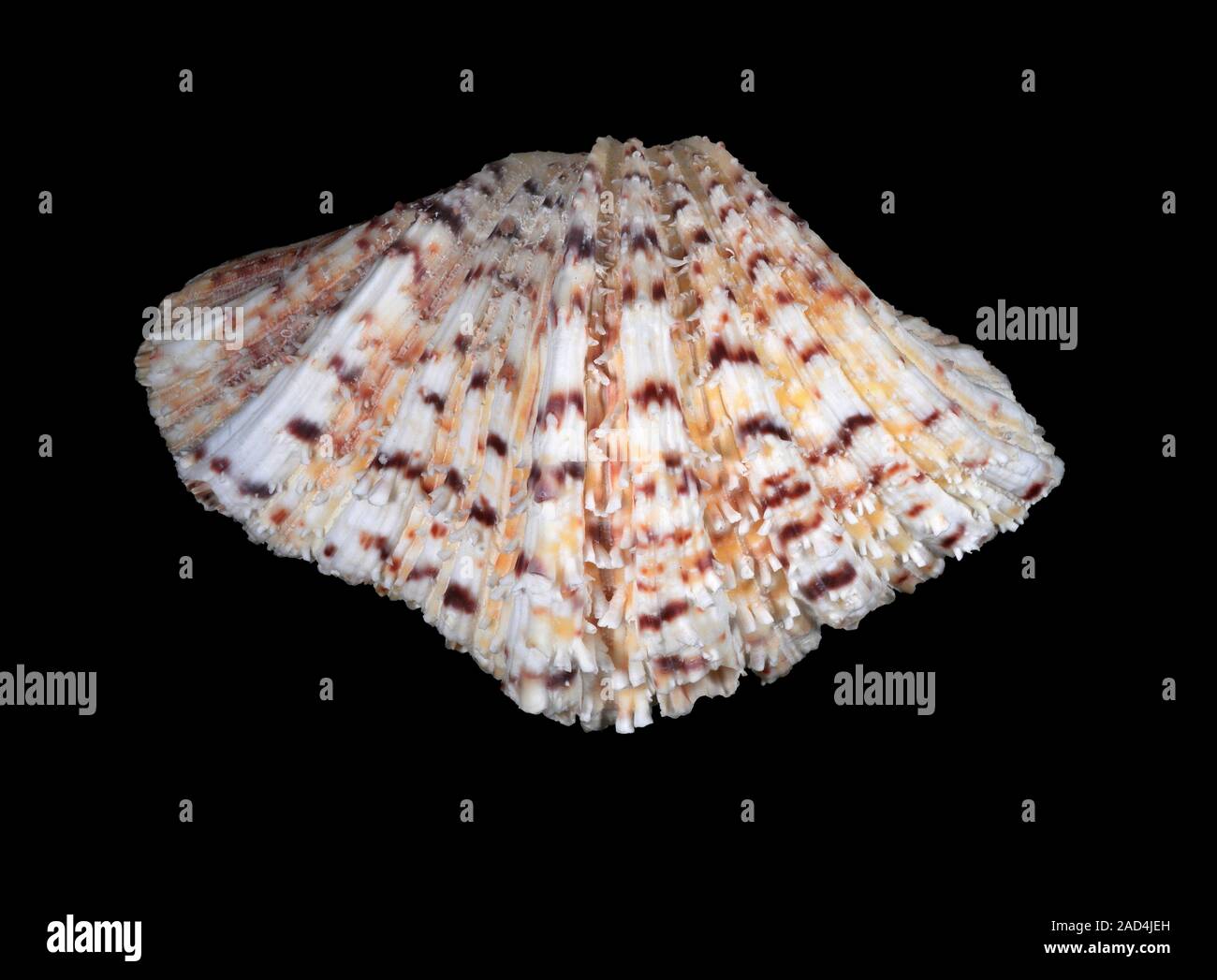 Bear paw clam shell. The shell of a bear paw clam (Hippopus hippopus ...