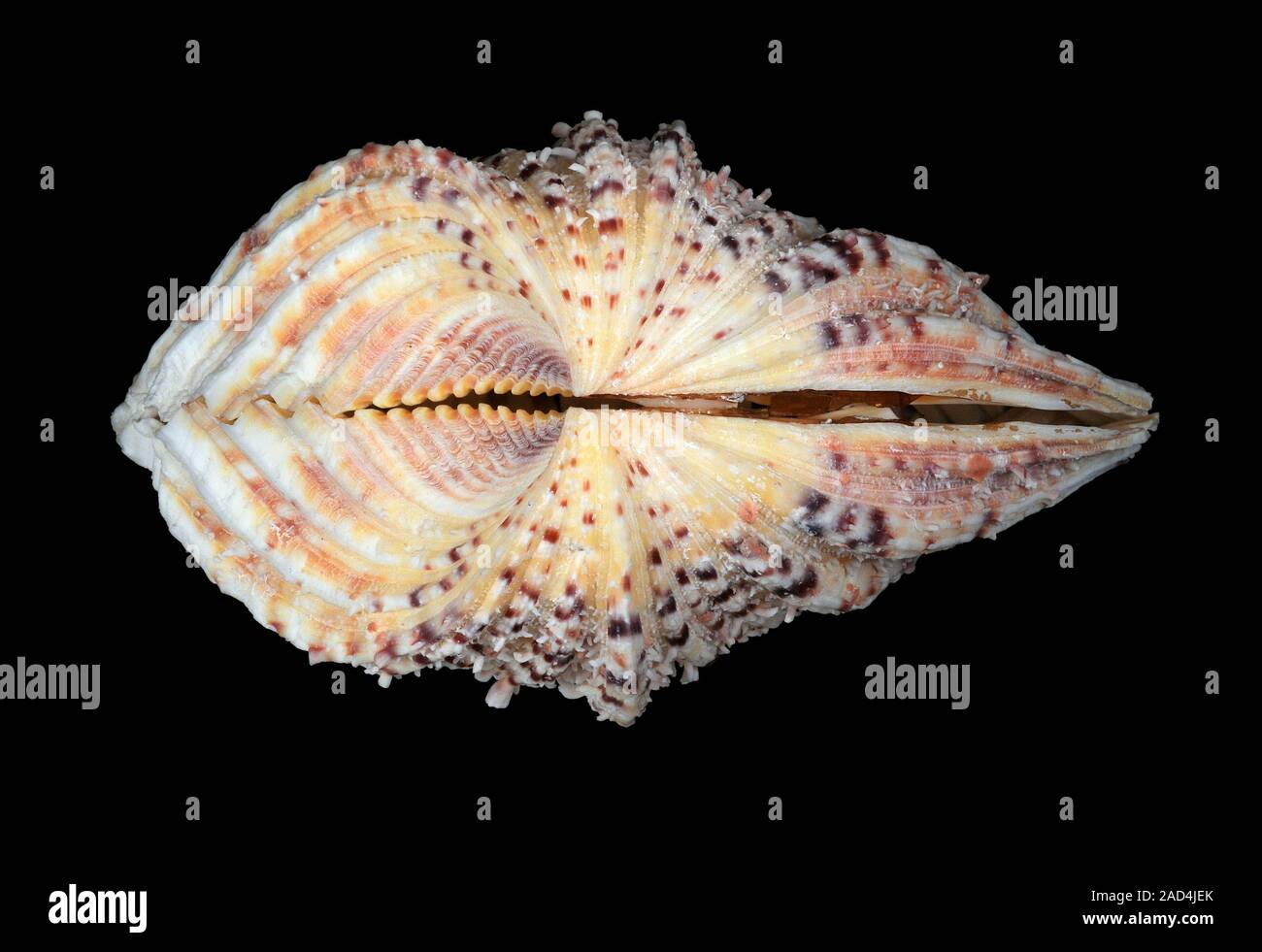 Bear paw clam shell. The shell of a bear paw clam (Hippopus hippopus ...