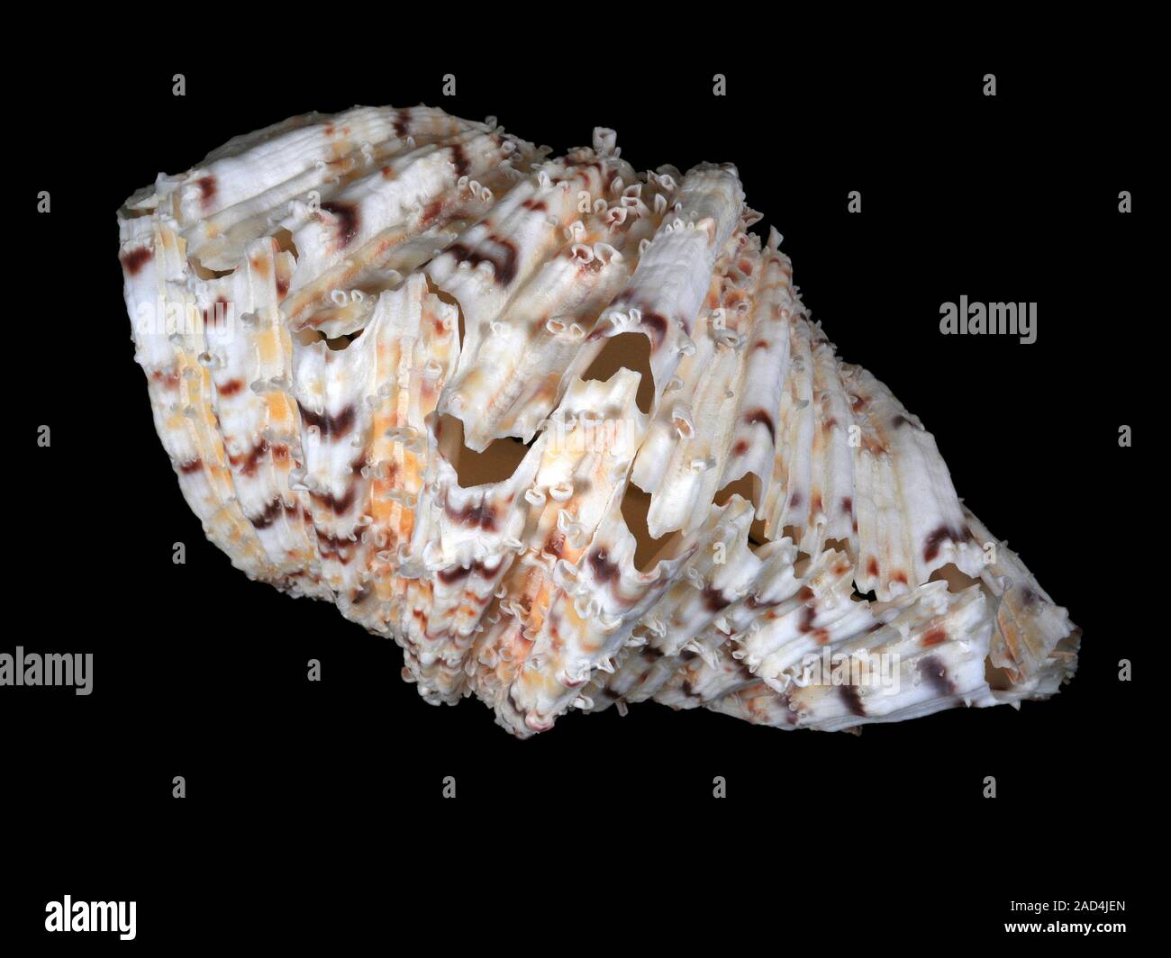 Bear paw clam shell. The shell of a bear paw clam (Hippopus hippopus ...