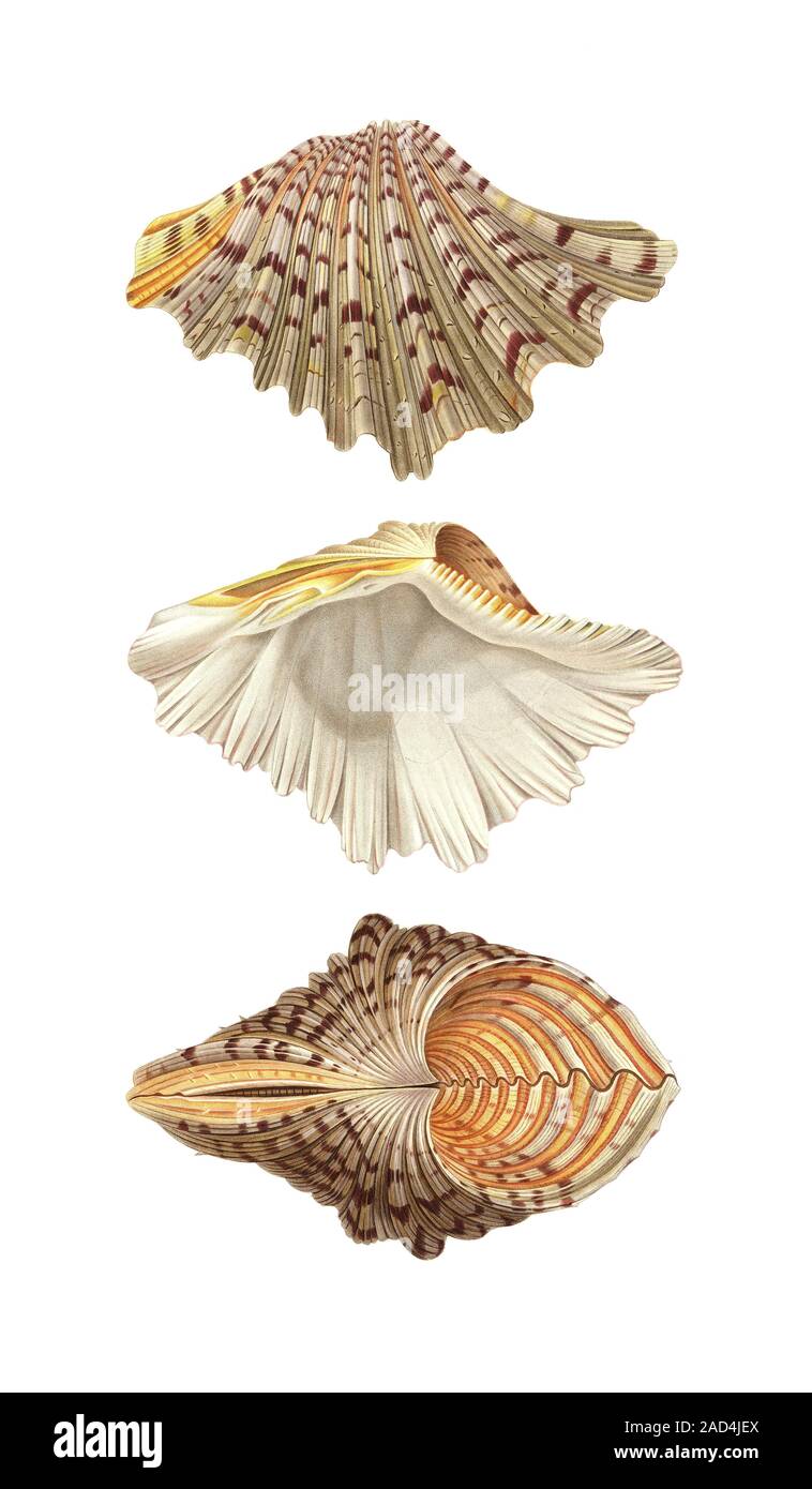 Bear paw clam shell. Illustrations of the shell of the bear paw clam ...