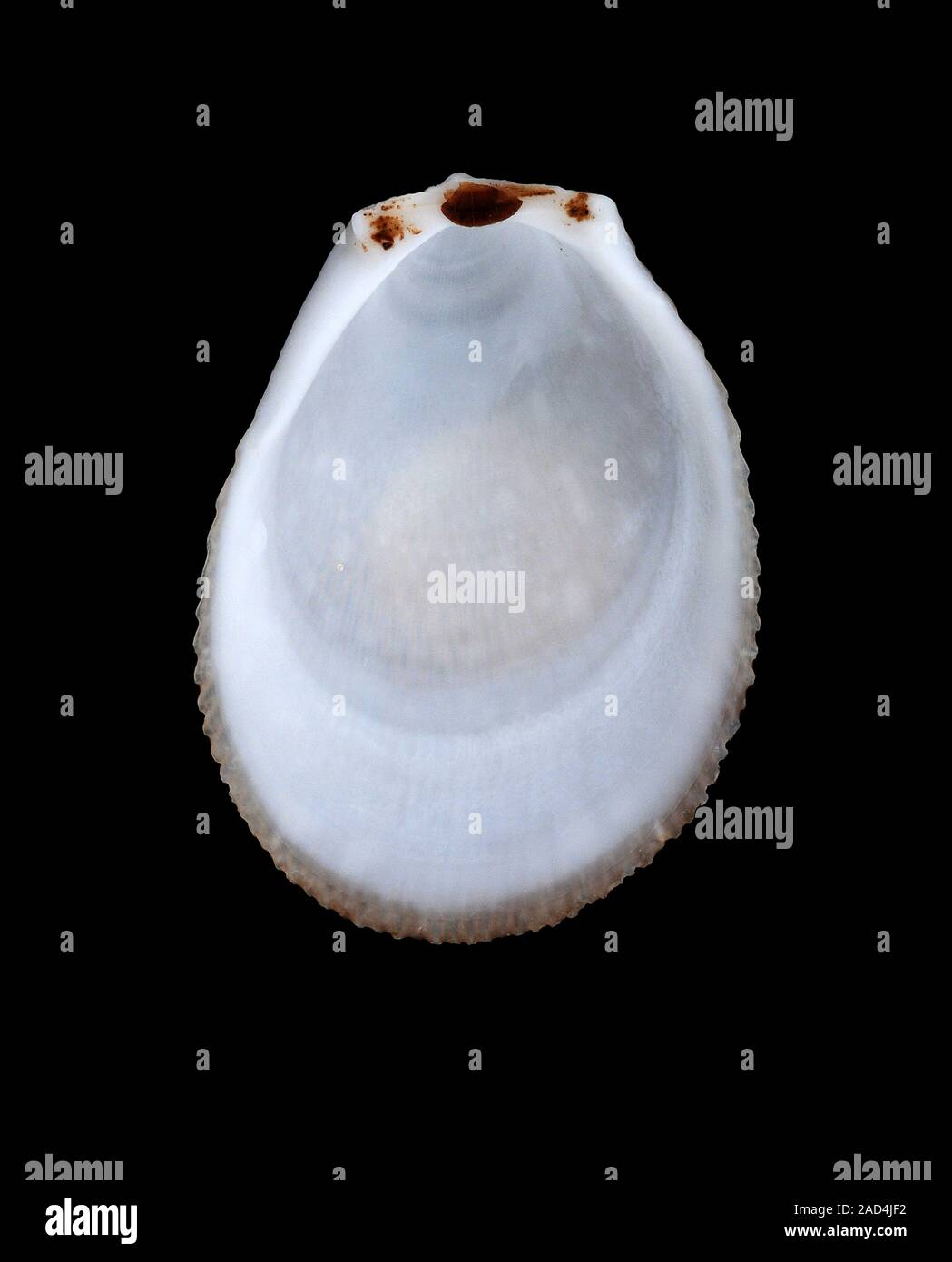 Flame scallop shell. Interior of the shell of a flame scallop or rough ...