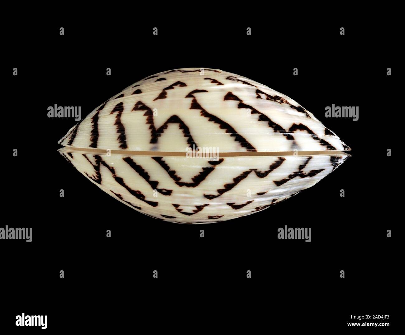 Zigzag venus clam shell. The shell of a zigzag venus (Lioconcha ...