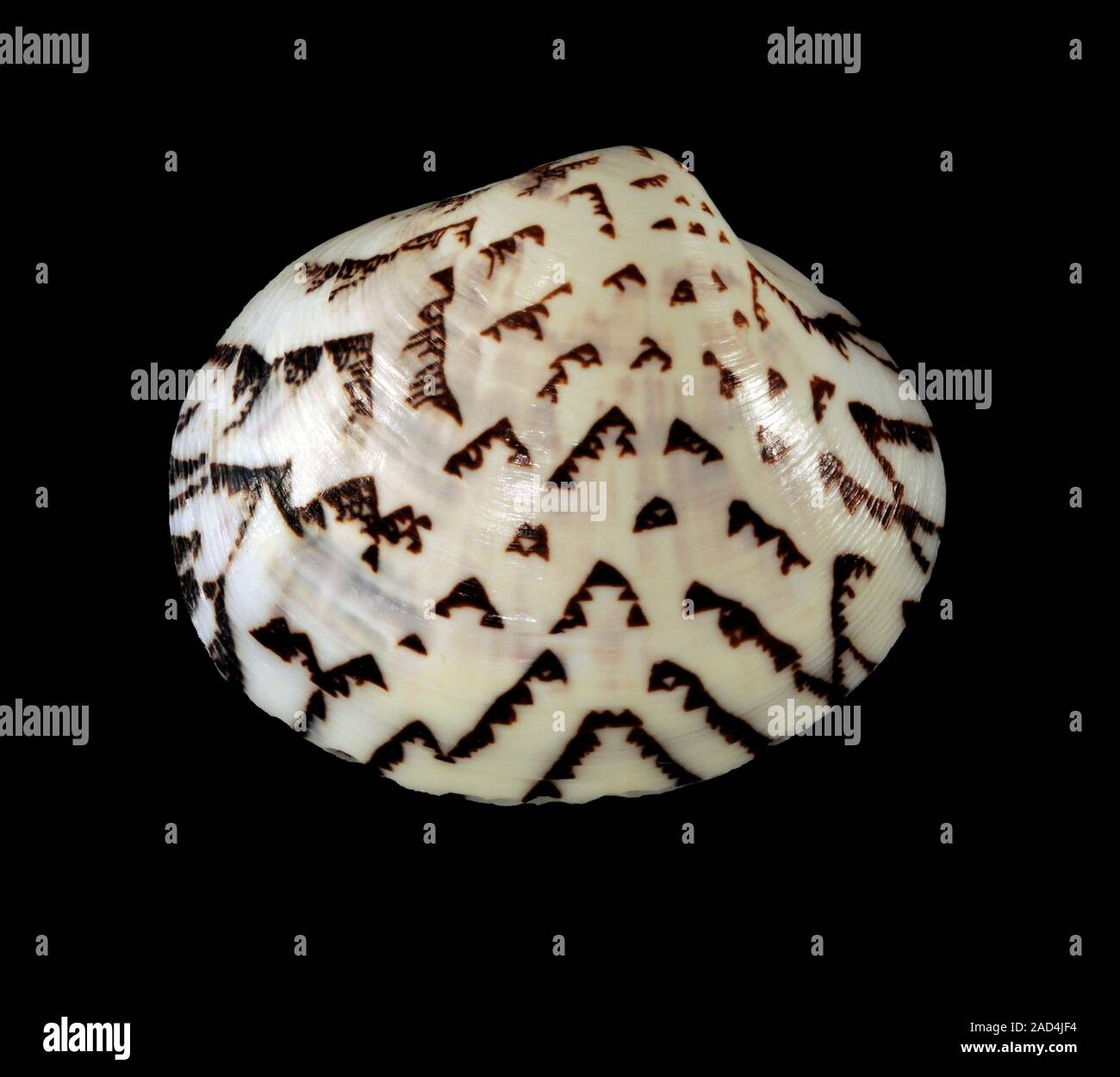Zigzag venus clam shell. The shell of a zigzag venus (Lioconcha ...