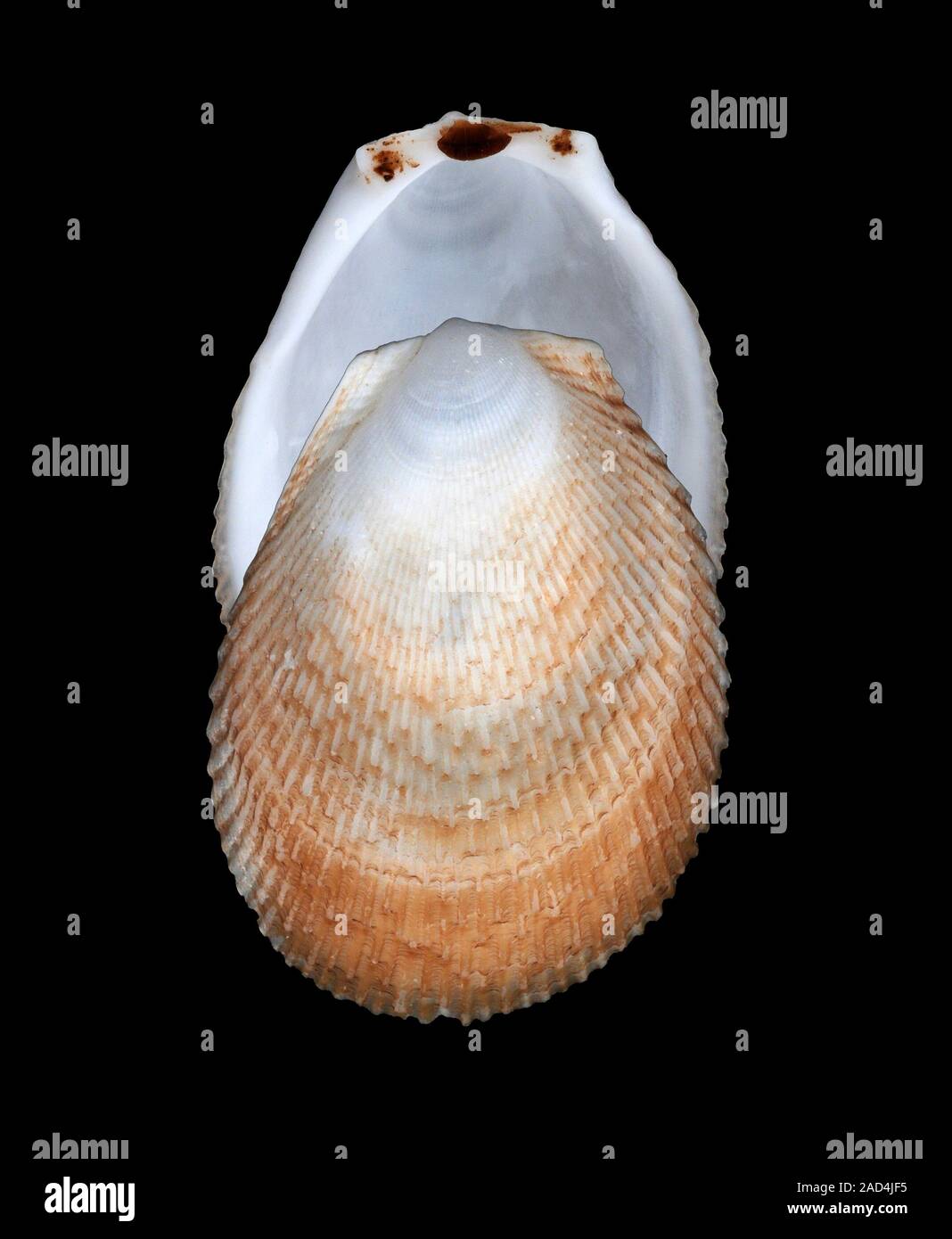 Flame scallop shell. Two parts of the shell of a flame scallop or rough ...