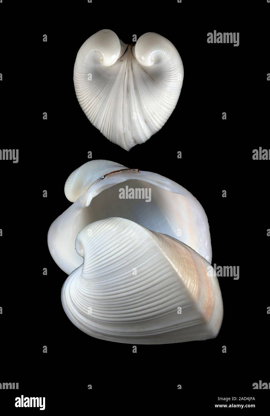Moltkes heart clam shell. Shells of the Moltkes heart clam (Meiocardia ...