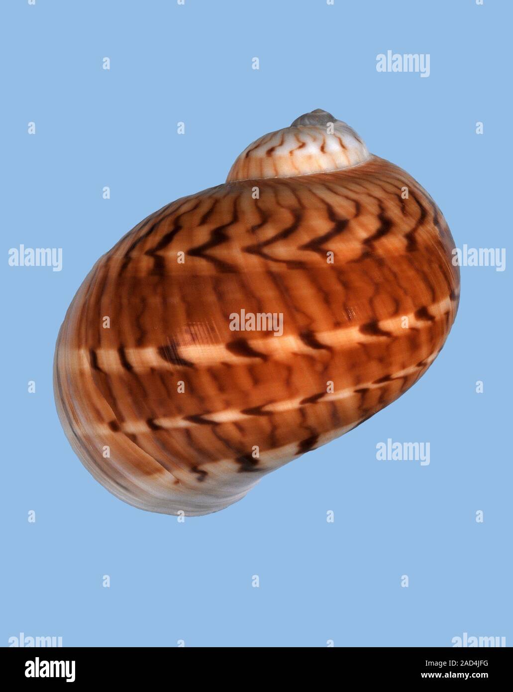 Colourful moon snail shell. The shell of the colourful moon snail ...