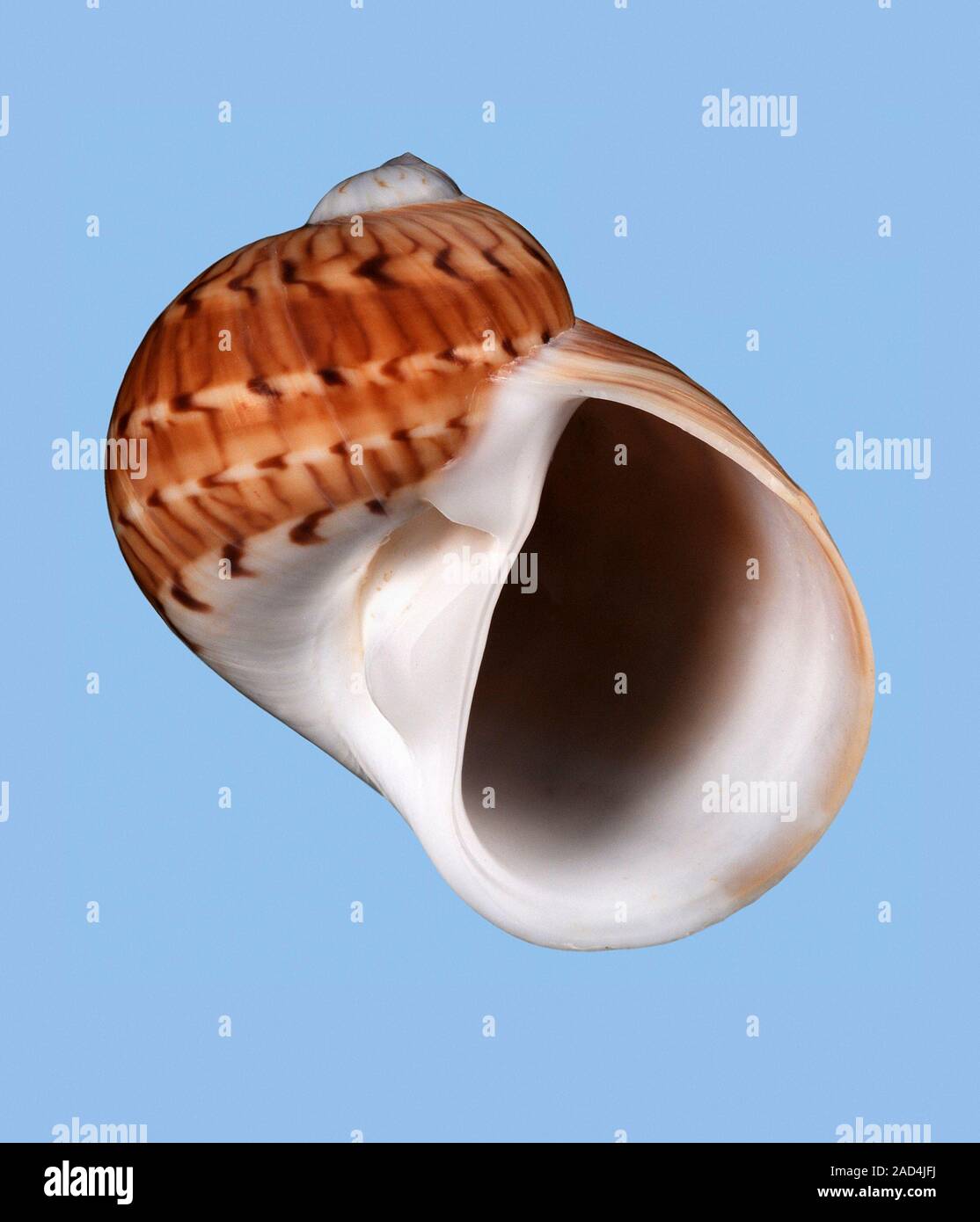 Colourful moon snail shell. The shell of the colourful moon snail (Naticarius canrena), a ...