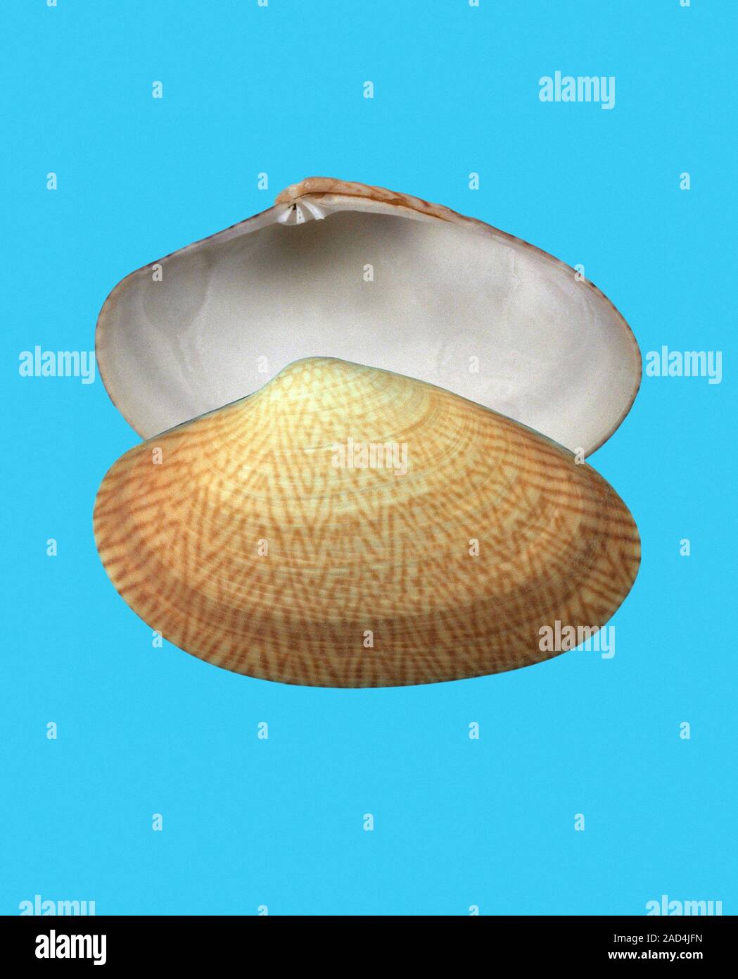 Textile venus clam shell. The shell of a textile venus (Paphia textile ...