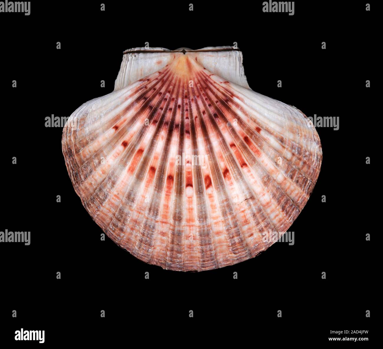 Great scallop shell. The shell of a great scallop or king scallop ...