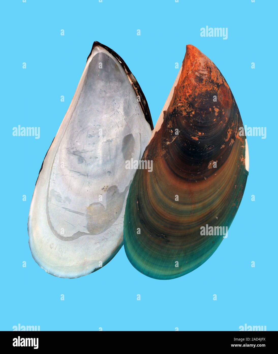 Asian green mussel shell. The Asian green mussel (Perna viridis) is ...