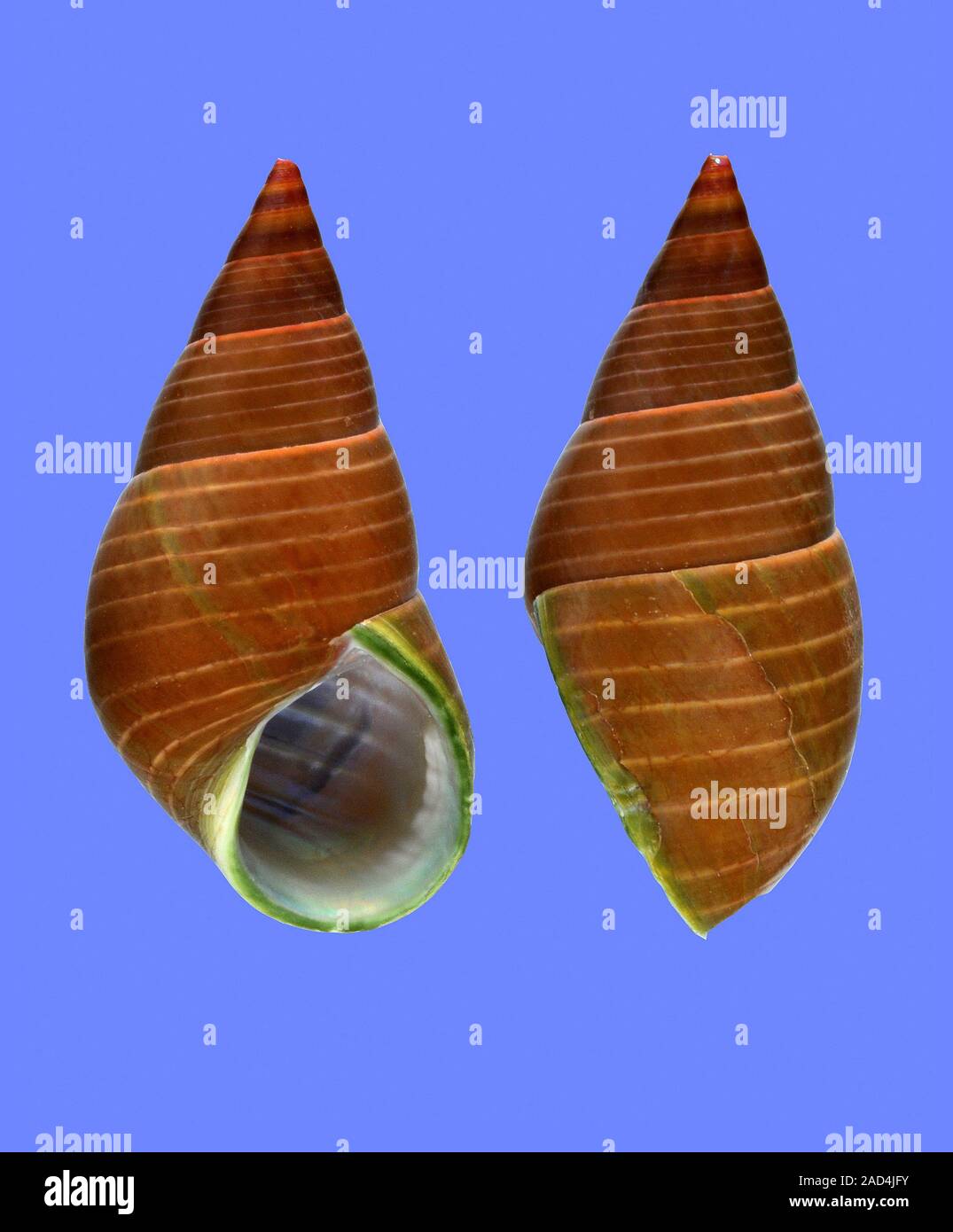 Kelp shell. The shell of the kelp shell snail or true kelp (Phasianotrochus eximius). This is a ...