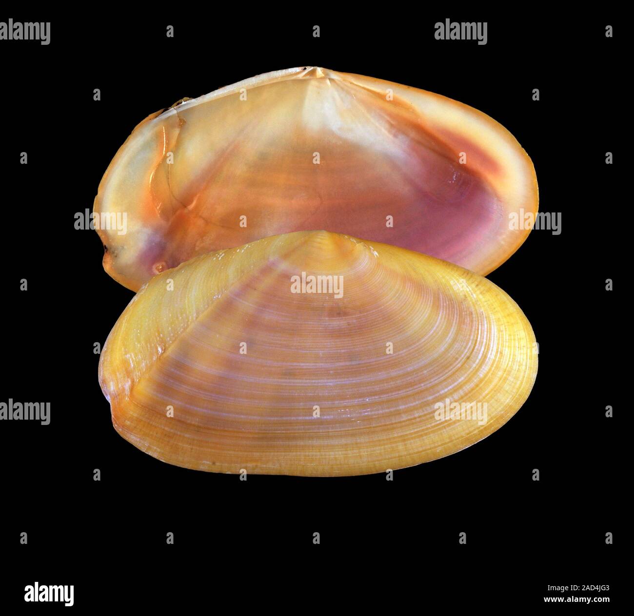 Tellin shell. The shell of a tellin (Phylloda foliacea), a type of ...