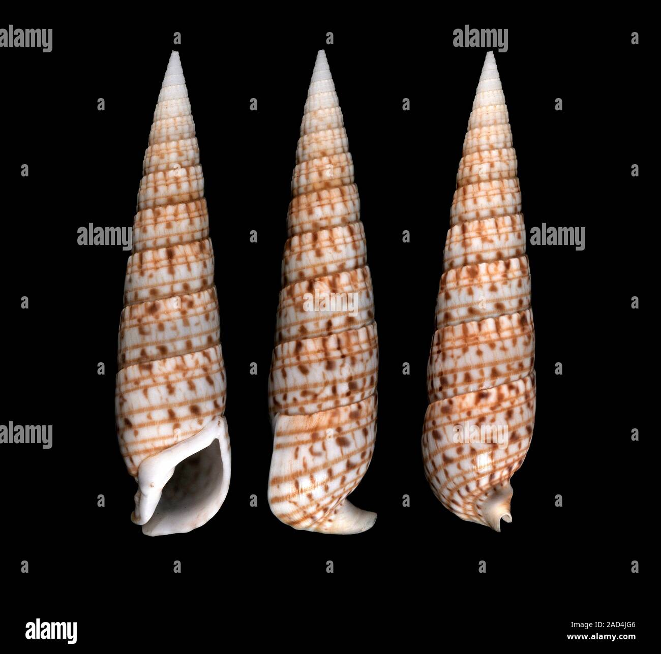 Creeper sea snail shells. Shells of Rhinoclavis fasciata, a species of ...