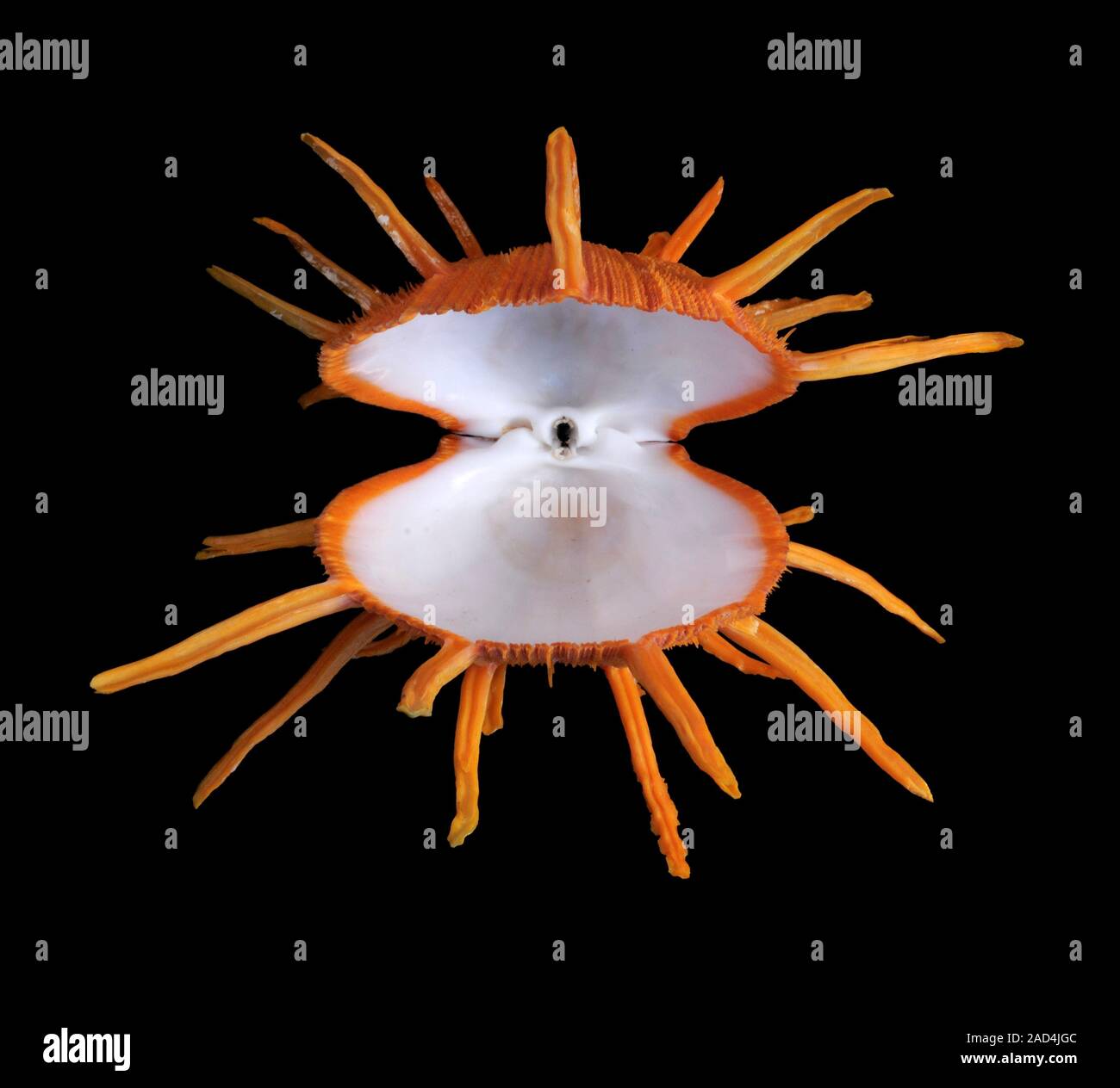 Regal thorny oyster shell. The shell of a regal thorny oyster ...