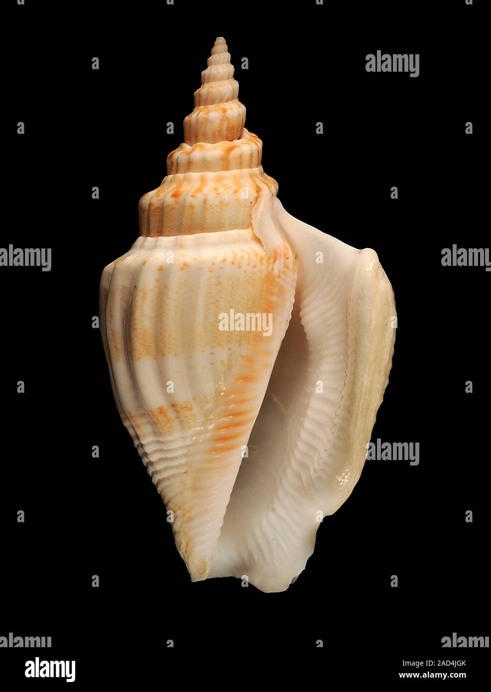 Pigeon conch shell. The shell of a pigeon conch (Dolomena plicata), a ...