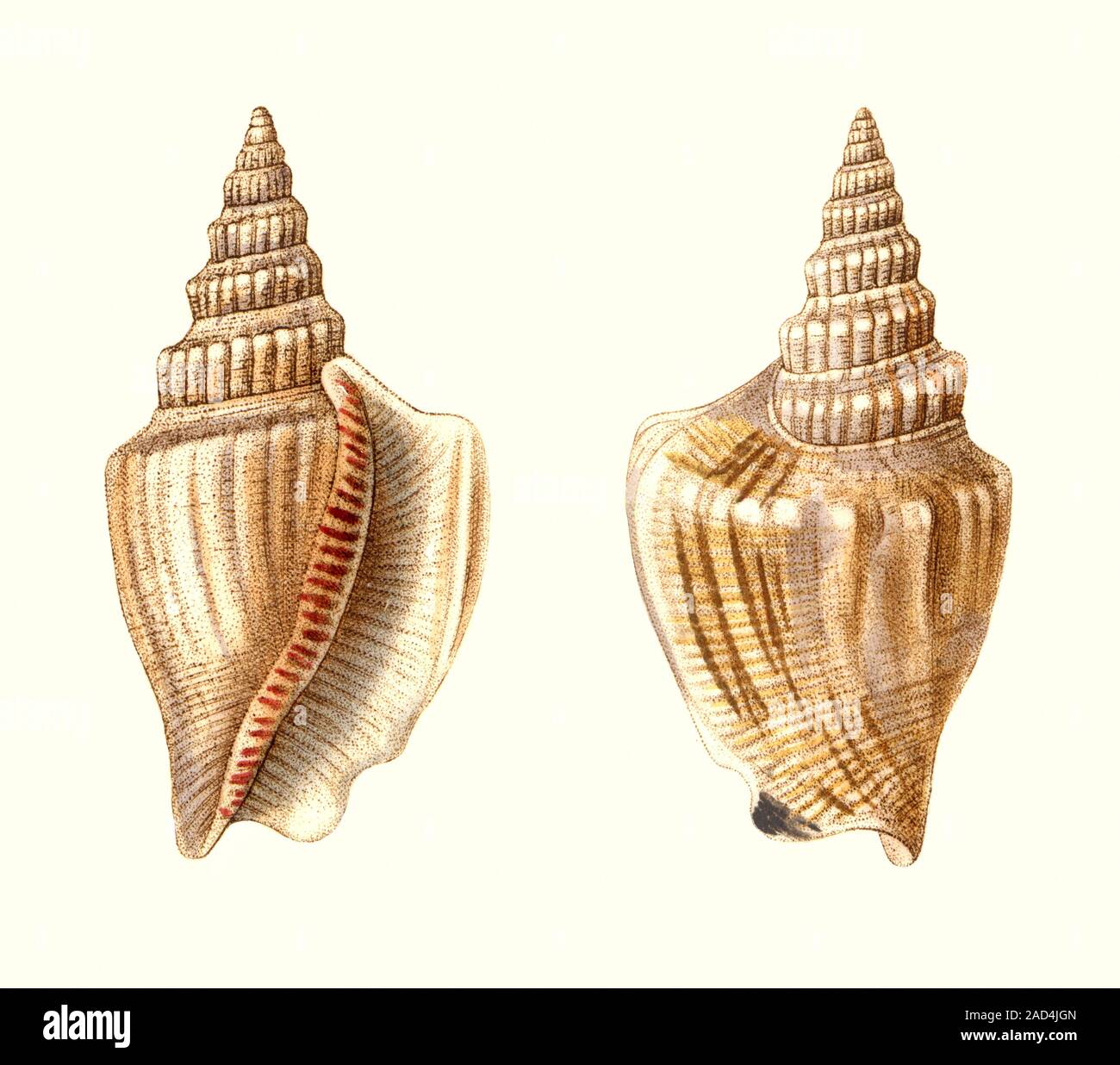 Pigeon conch shell. Illustration of the shell of the pigeon conch ...