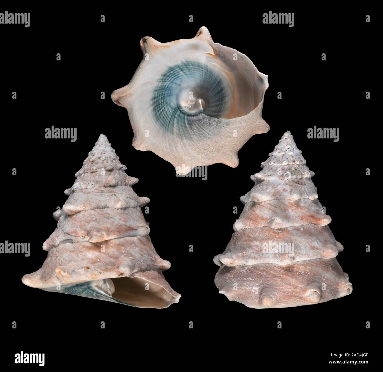 Toothed top shell. The toothed top shell (Tectus dentatus) is a sea ...