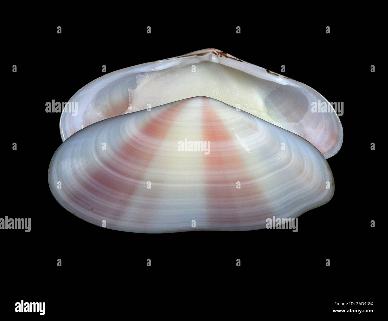 Sunrise tellin shell. The shell of a sunrise tellin (Tellina radiata ...