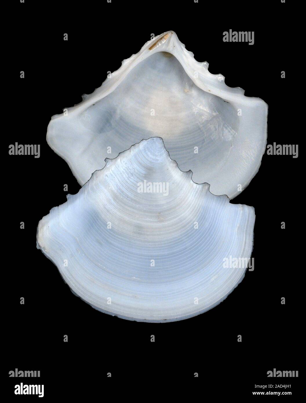 White-crest tellin shell. The shell of a white-crest tellin (Tellidora ...