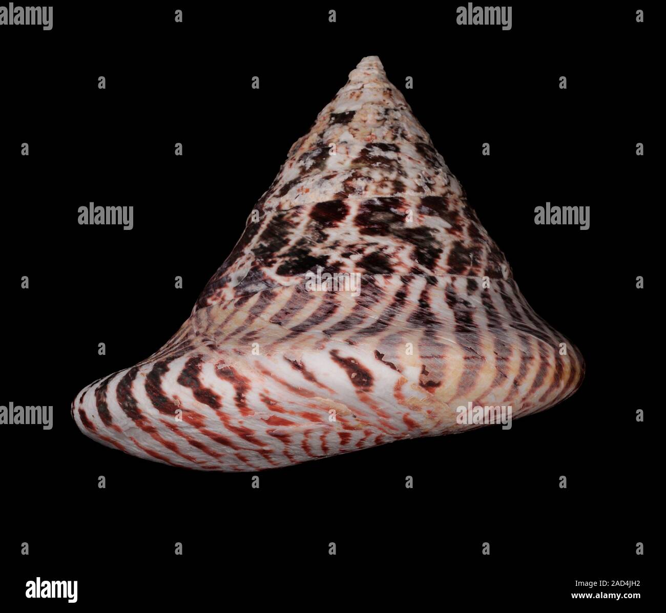 Commercial top shell. The commercial top shell (Tectus niloticus) is a ...