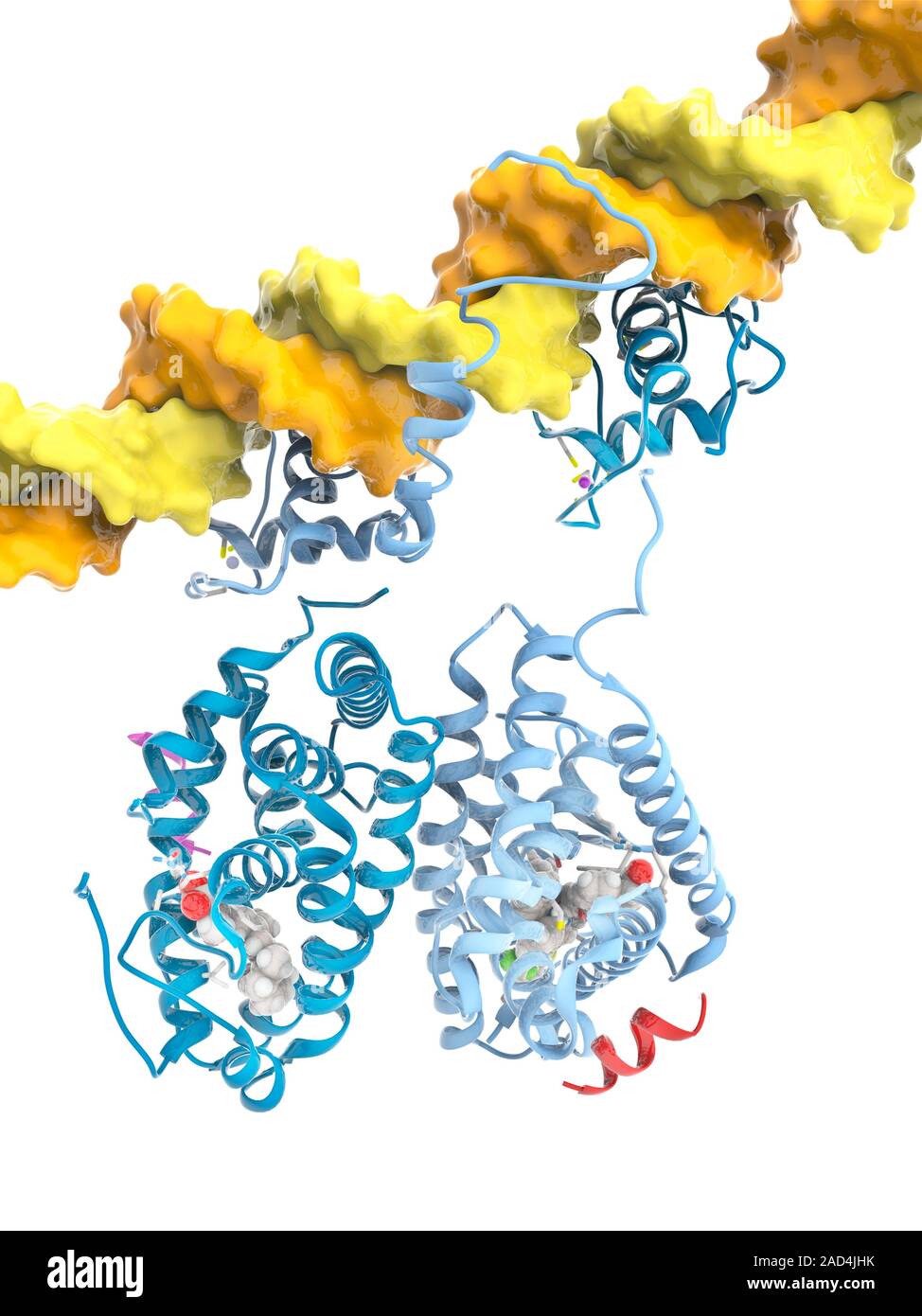 RXR and LXR nuclear receptors and DNA. Molecular model of a strand of ...