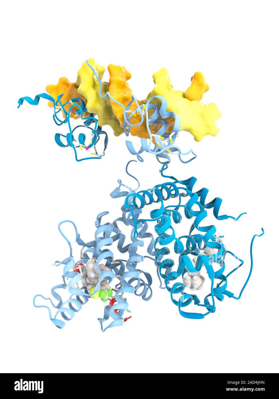RXR and LXR nuclear receptors and DNA. Molecular model of a strand of ...