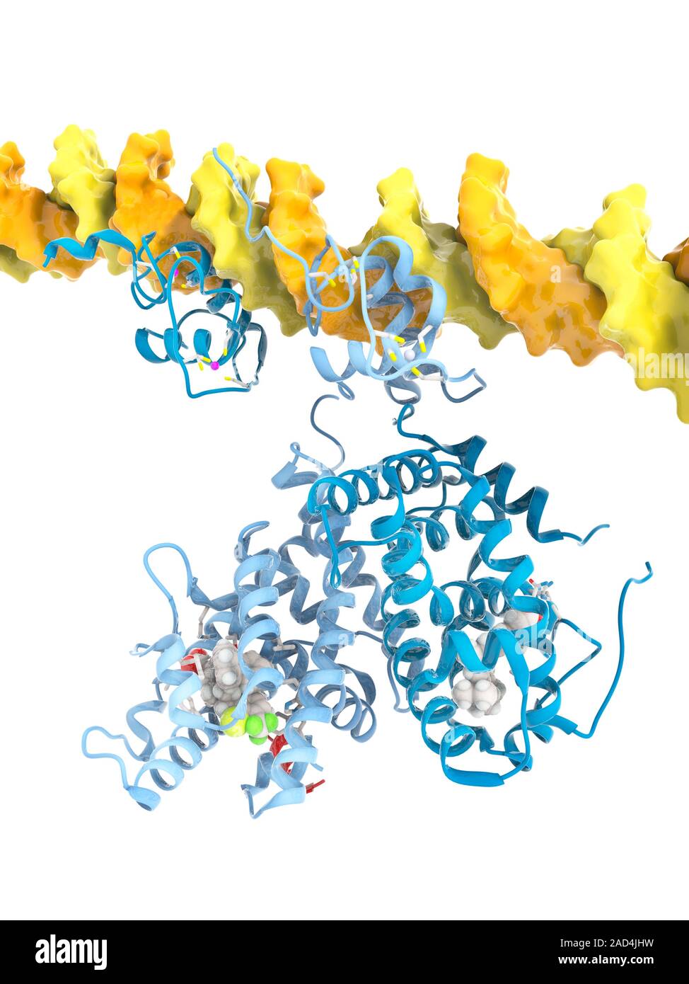 RXR and LXR nuclear receptors and DNA. Molecular model of a strand of ...