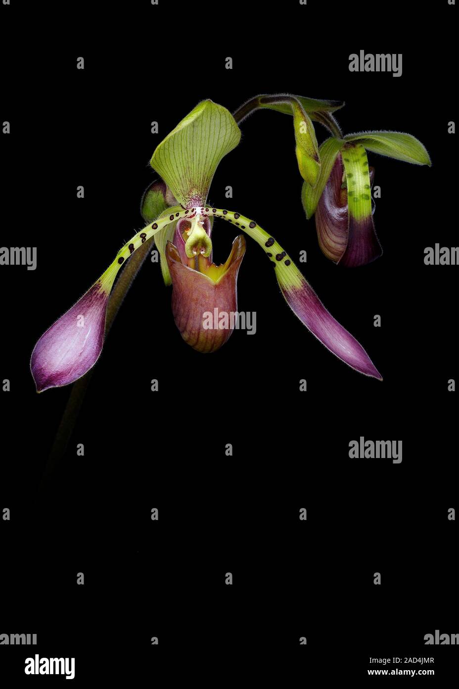 Paphiopedilum orchid flowers. Like most orchids, each flower has a lip ...