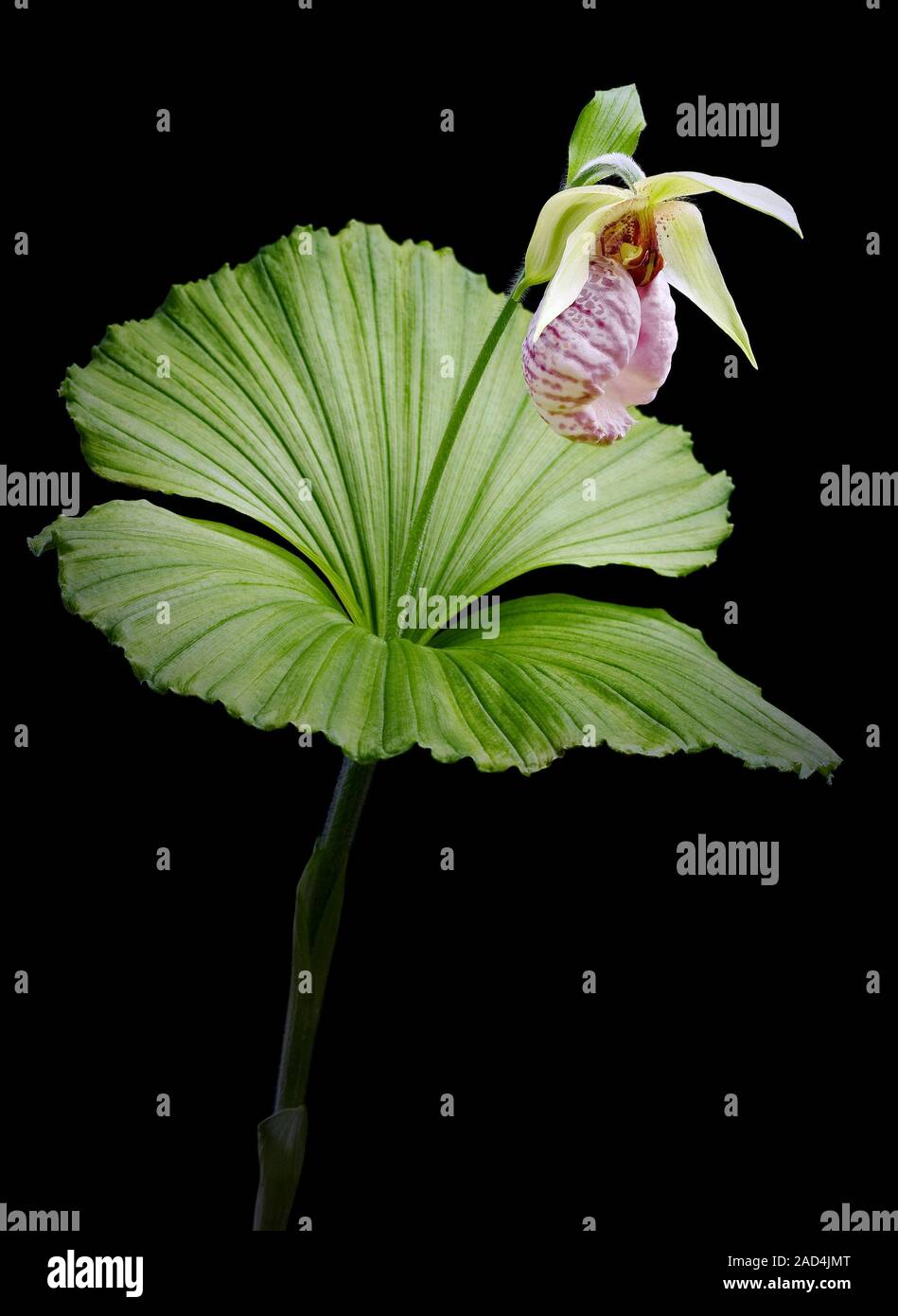 Cypripedium japonicum orchid flower. Like most orchids, each flower has ...