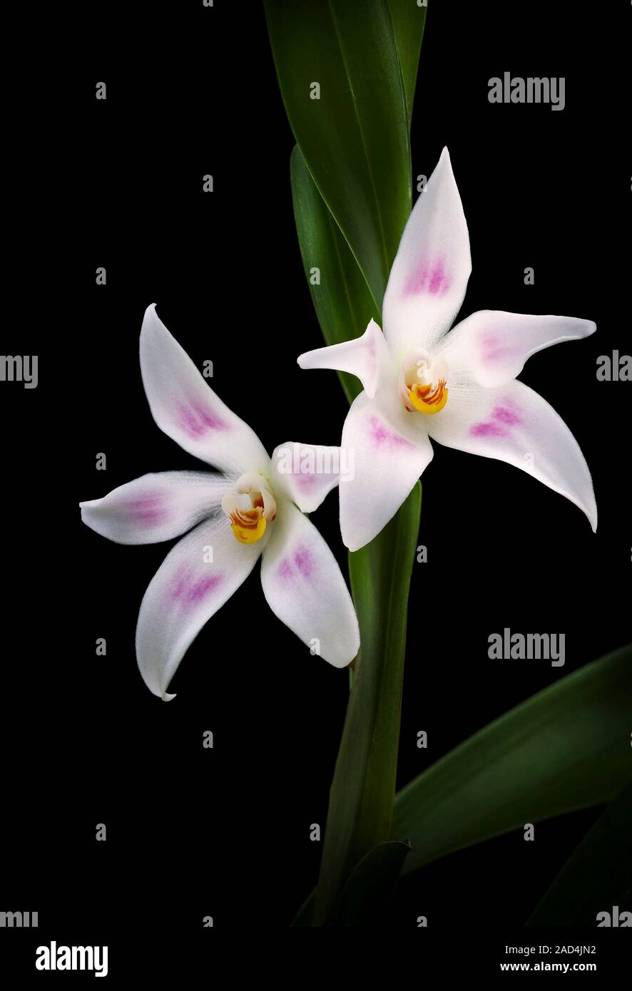 Maxillaria bradeorum orchid flowers. Like most orchids, each flower has ...