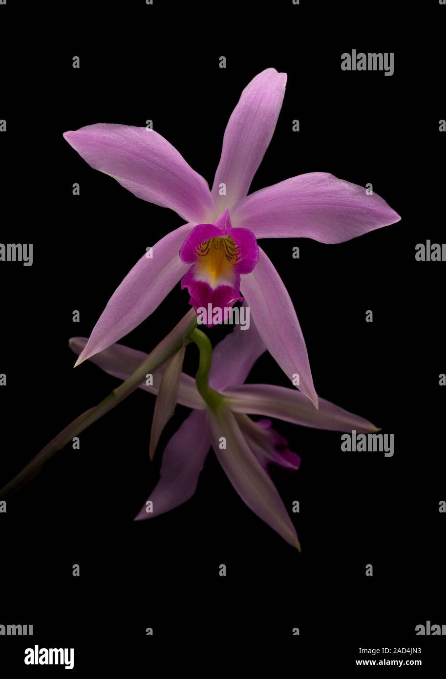 Laelia anceps orchid flowers. Like most orchids, each flower has a lip ...