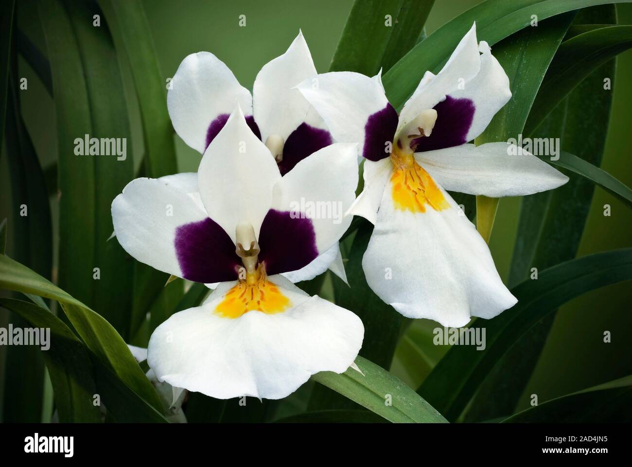 Miltoniopsis roezlii 'Panama' x self hybrid orchid flowers. Like most ...
