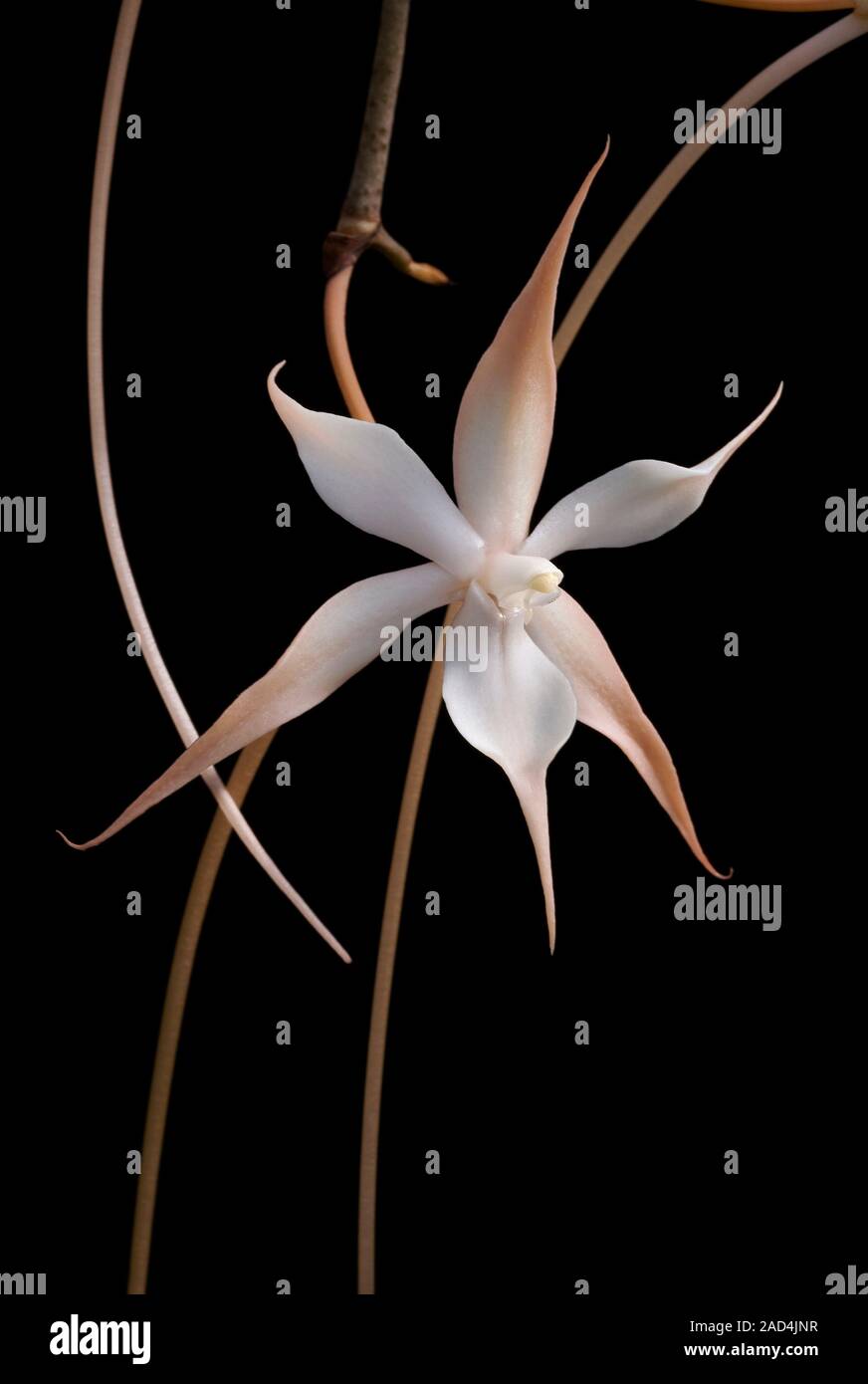 Aerangis arachnopus orchid flower. Like most orchids, each flower has a ...