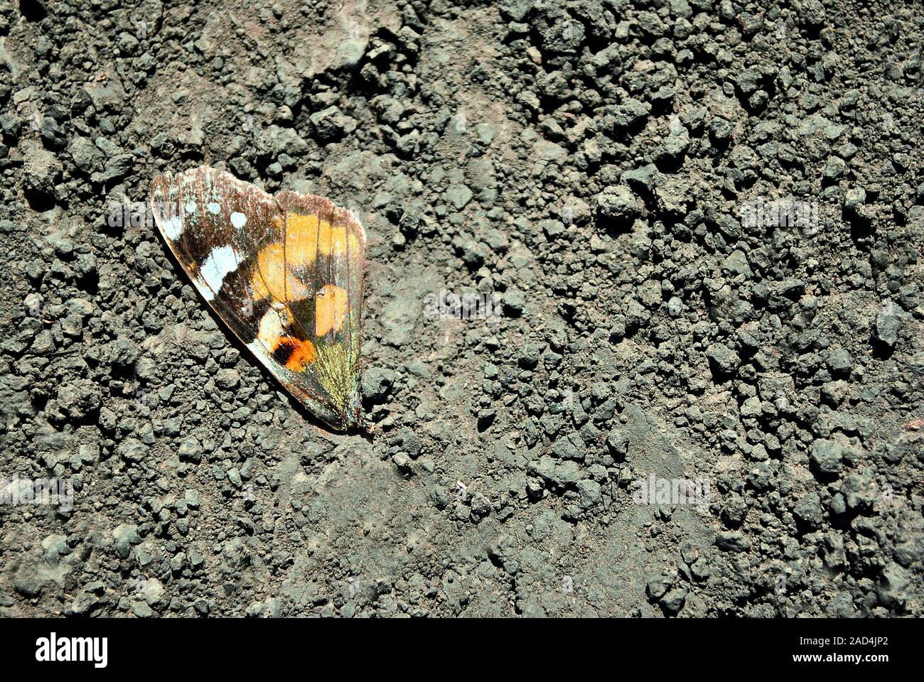 Butterfly wing on gray ground texture background, top view Stock Photo ...
