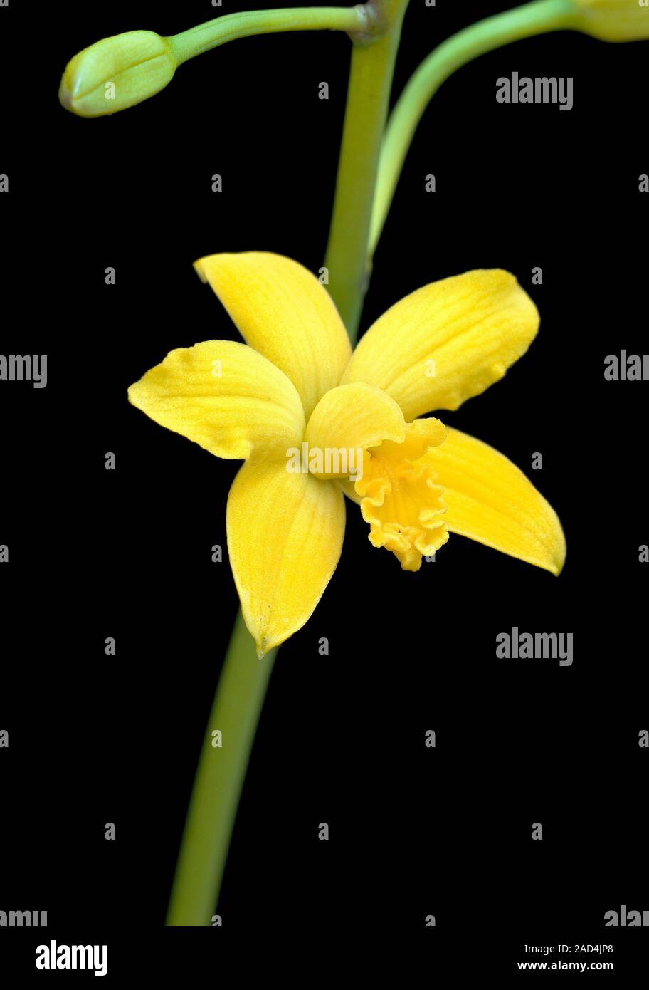 Laelia briegeri orchid flower. Like most orchids, each flower has a lip ...