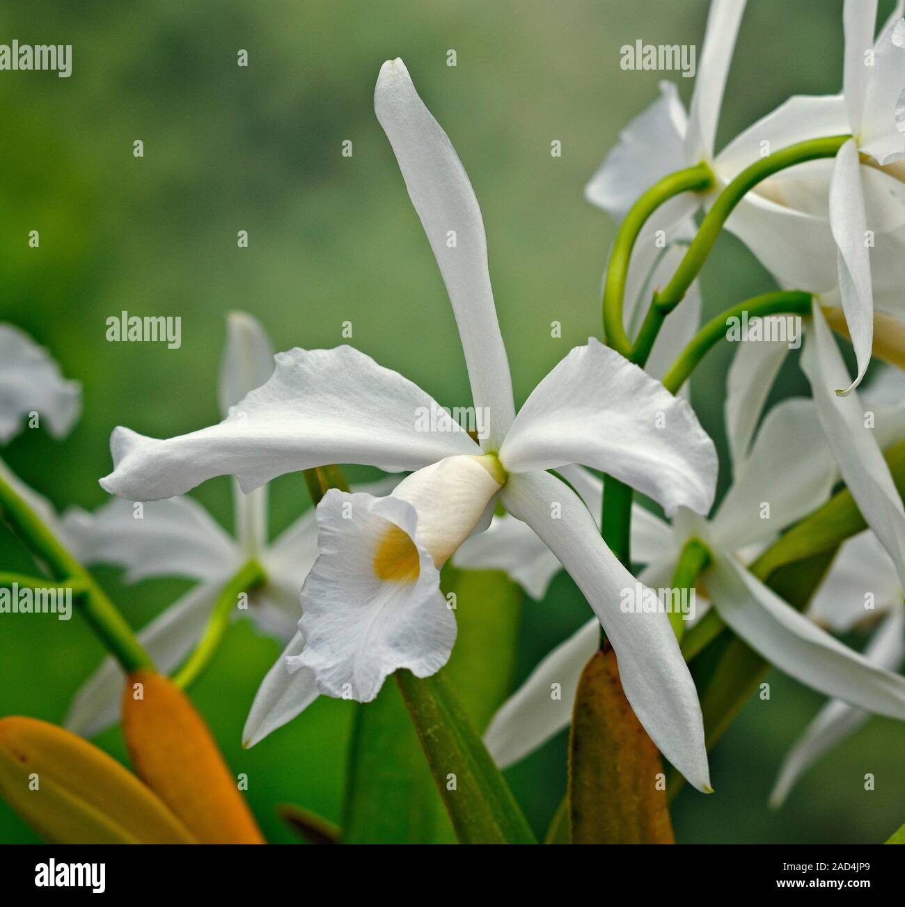 Laelia purpurata orchid flowers. Like most orchids, each flower has a ...