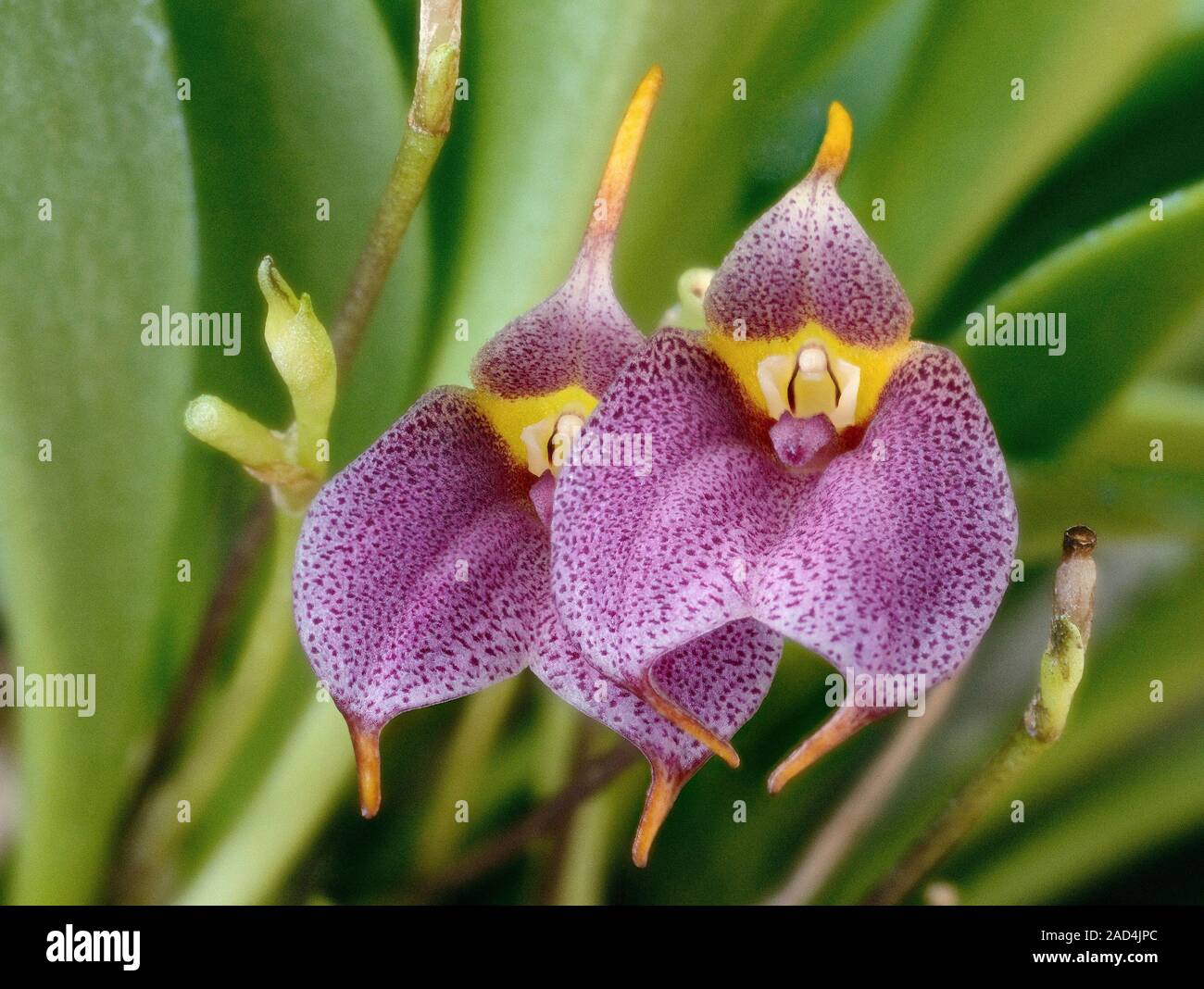 Masdevallia tuerckheimii orchid flowers. Like most orchids, each flower ...