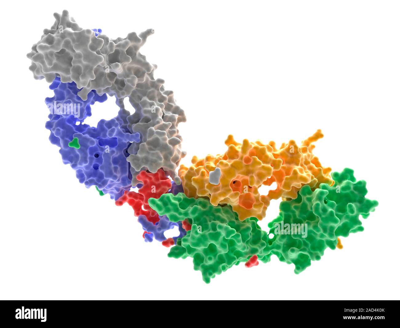 Anti-HIV-1 Antibody in Complex with a peptide mimotope. Molecular model ...