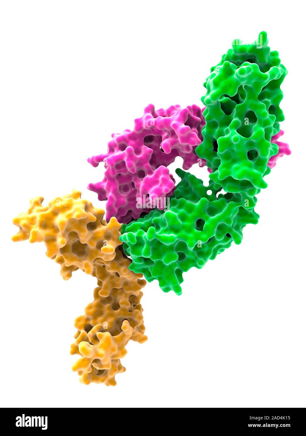 Structure of human IgM rheumatoid factor Fab bound to its autoantigen ...