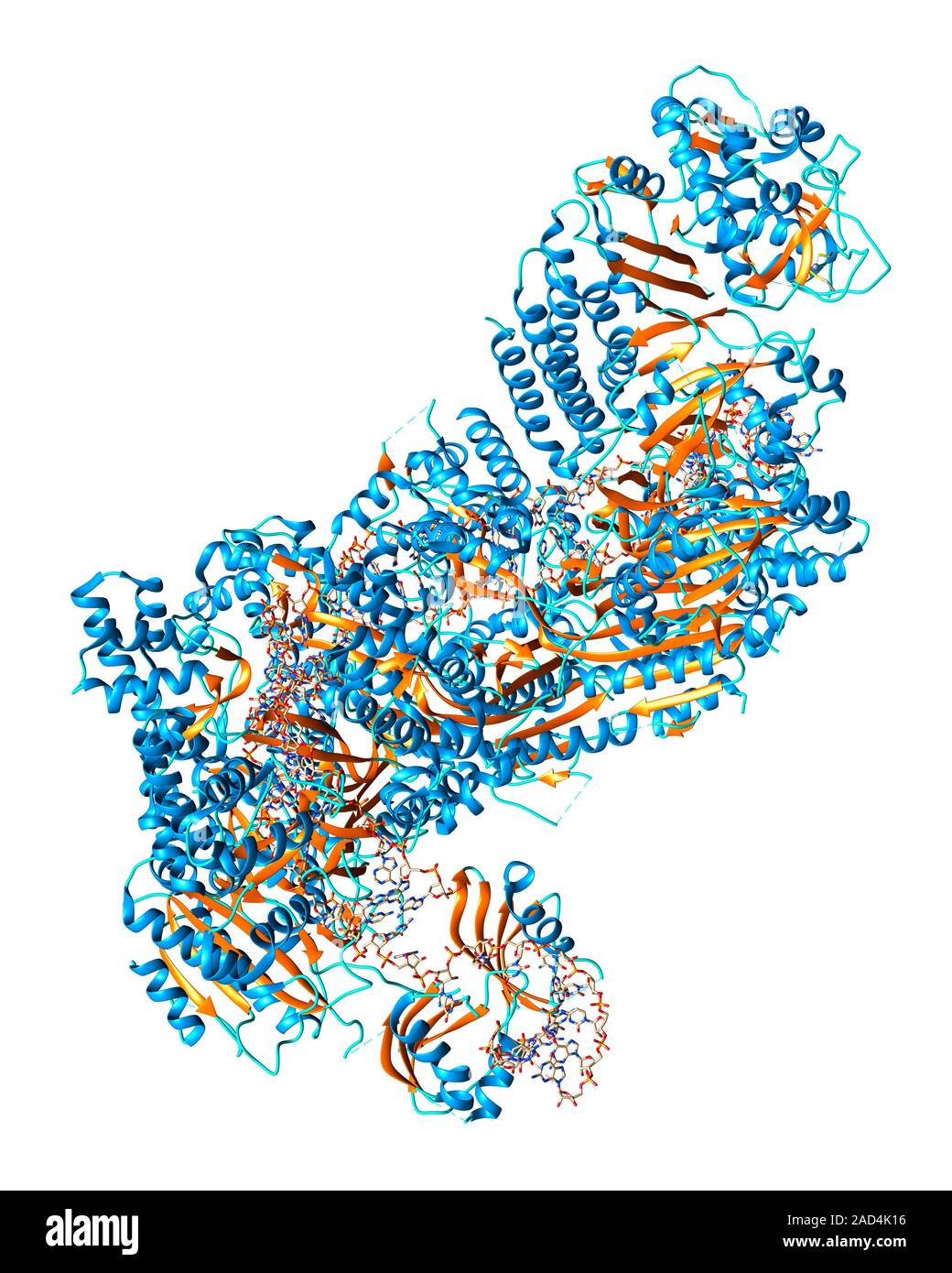 CRISPR-CAS9 gene editing complex. Computer illustration showing the ...