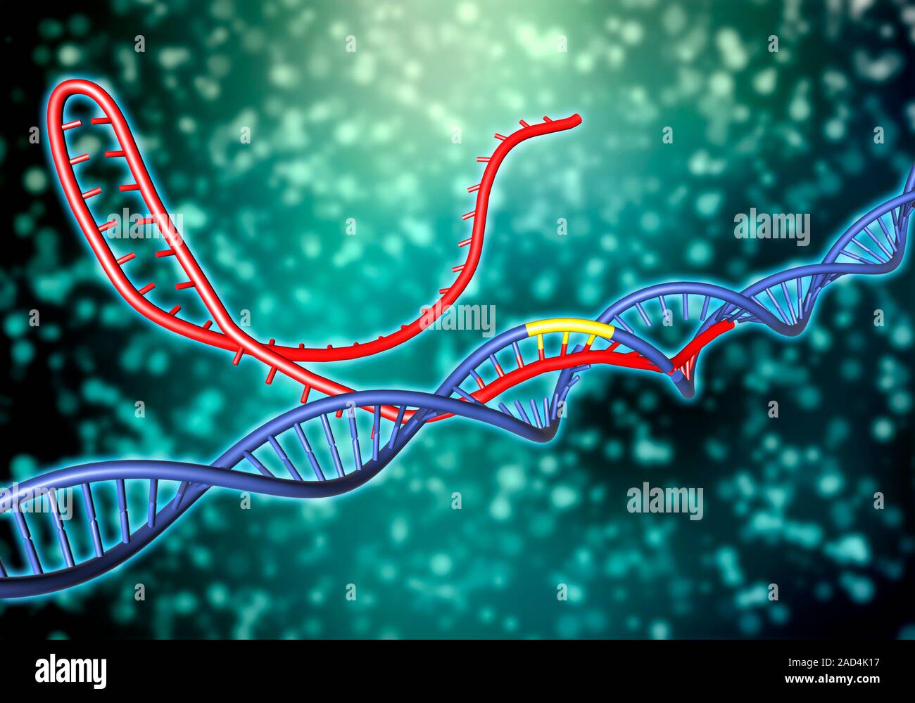 CRISPR-Cas9 gene editing complex. Illustration of the CRISPR-Cas9 gene ...