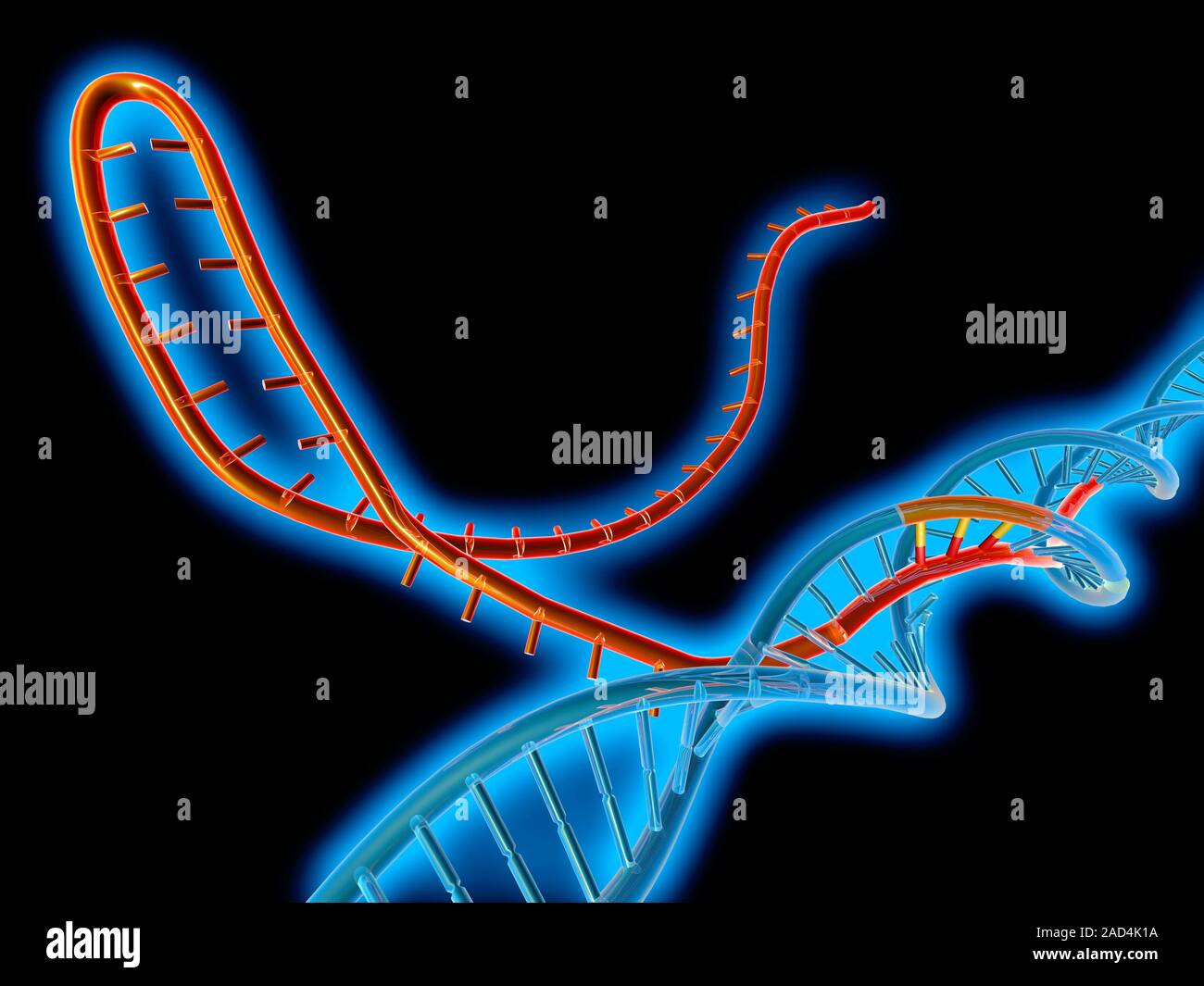 CRISPR-Cas9 gene editing complex. Illustration of the CRISPR-Cas9 gene ...