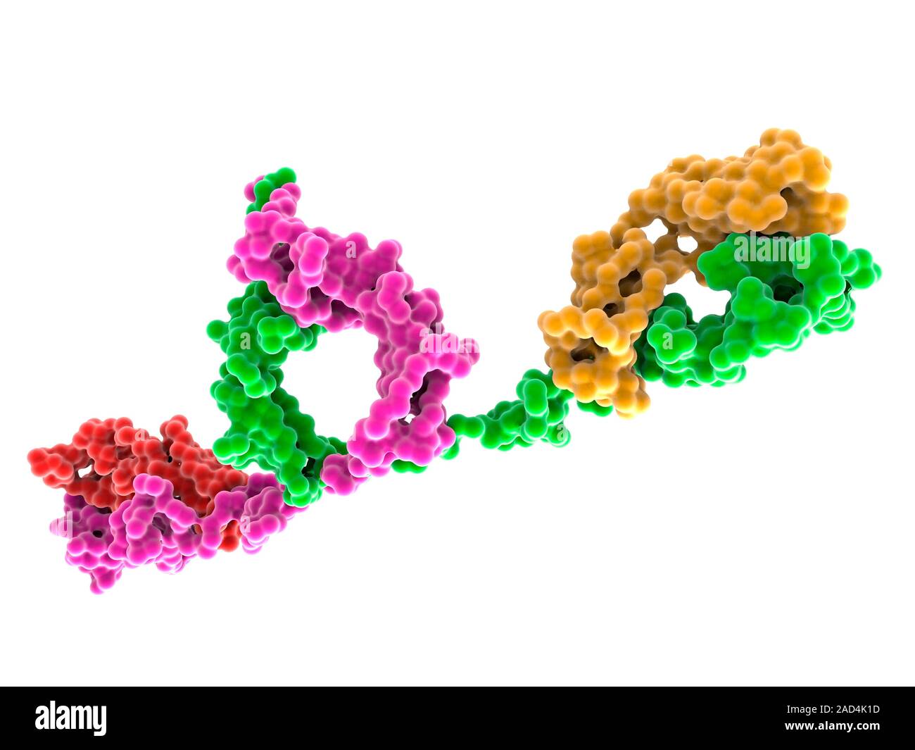 Human Myeloma Immunoglobulin D. Molecular model of the human myeloma ...