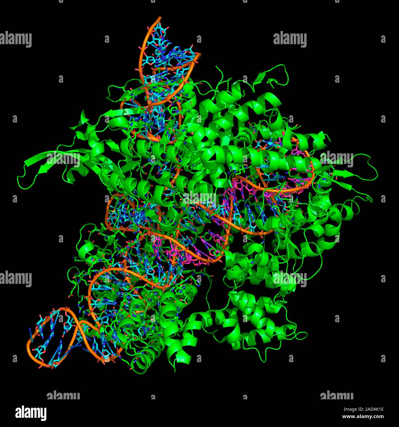 CRISPR-CAS9 gene editing complex. Computer illustration showing the molecular structure of the ...