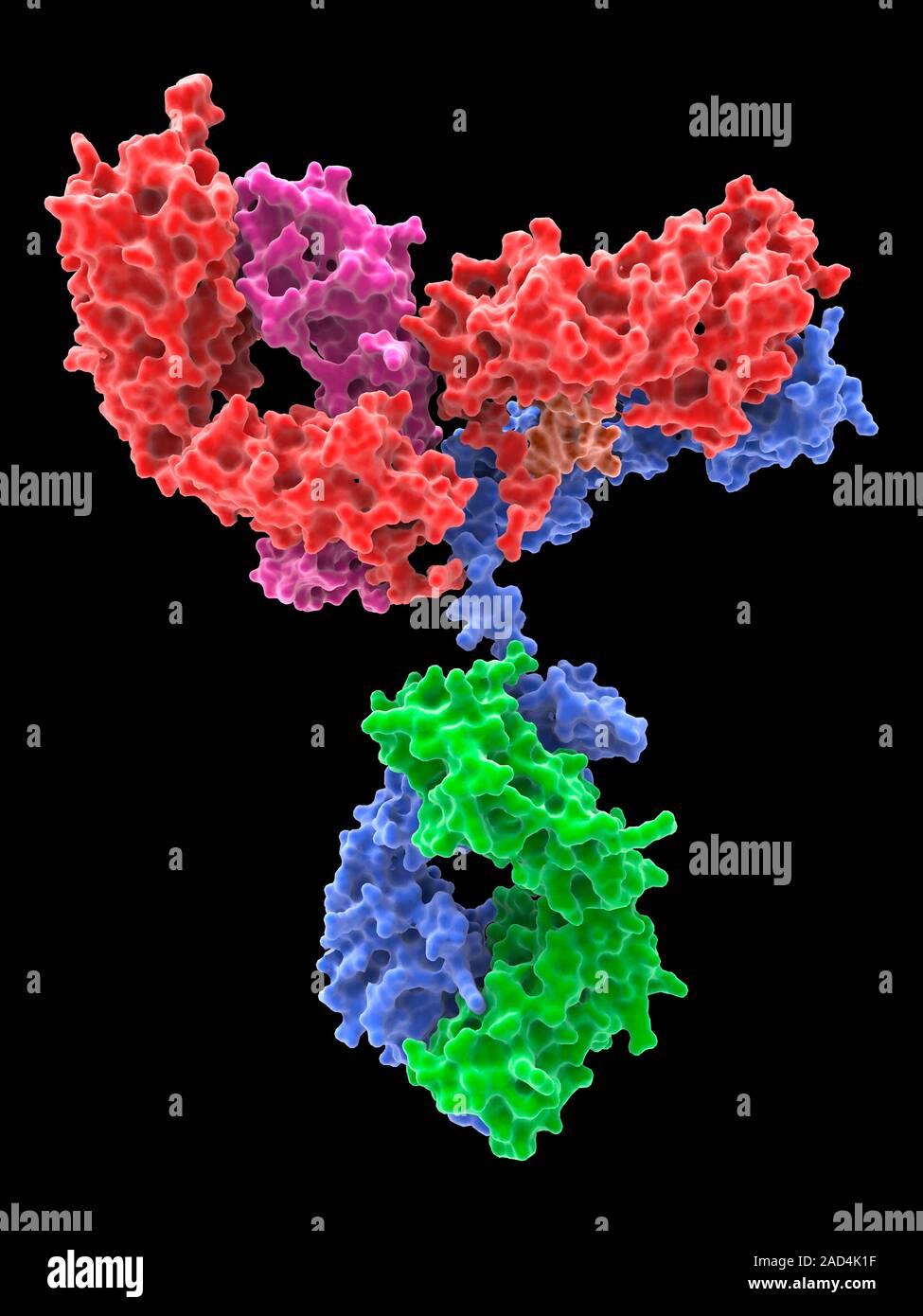 Crystal structure of a neutralizing human IgG1 B12 against HIV-1 ...