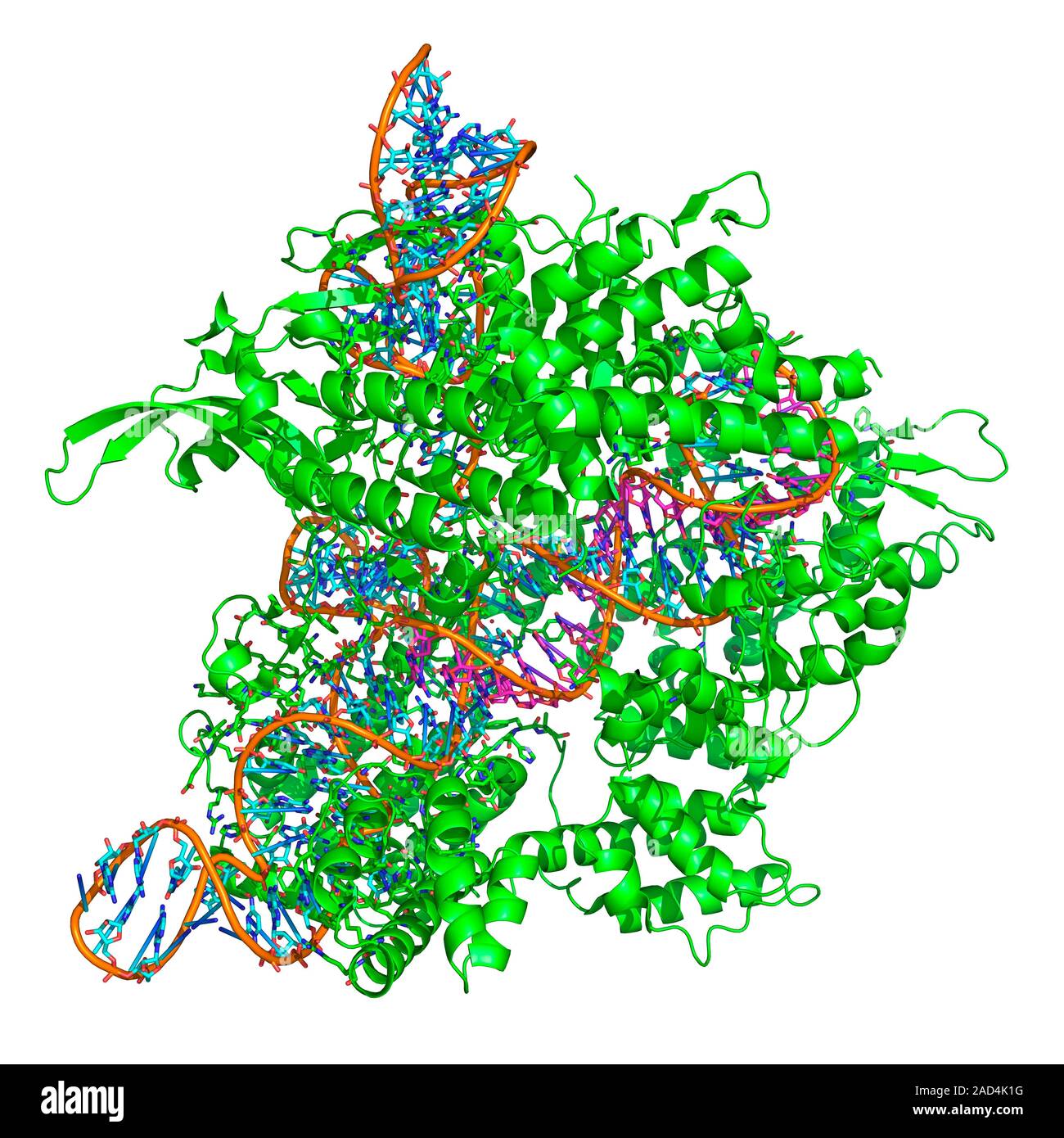 CRISPR-CAS9 gene editing complex. Computer illustration showing the ...