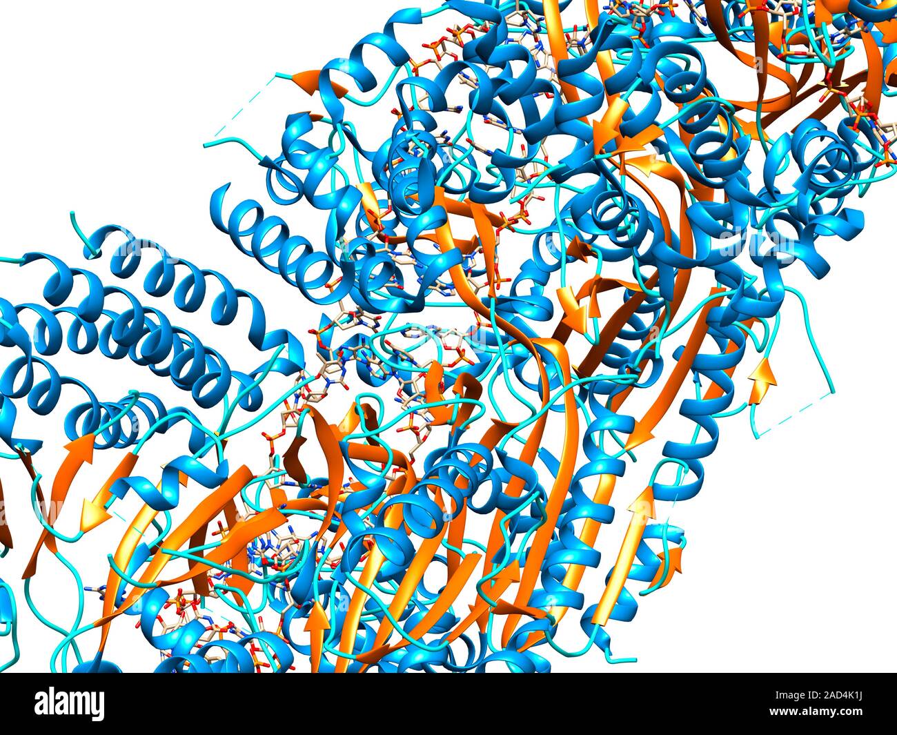 CRISPR-CAS9 gene editing complex. Computer illustration showing the ...