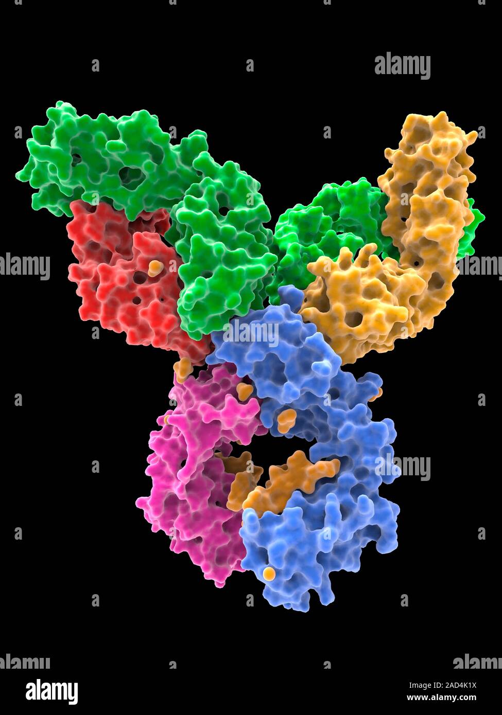 Structure of human IgM rheumatoid factor Fab in complex with its ...