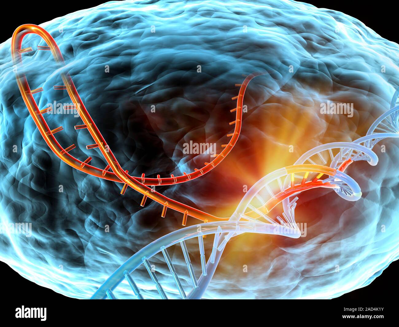 CRISPR-Cas9 gene editing complex. Illustration of the CRISPR-Cas9 gene ...