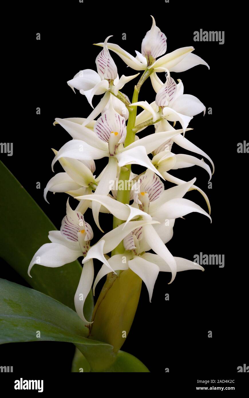 Prosthechea chacoensis orchid flowers. Like most orchids, each flower ...